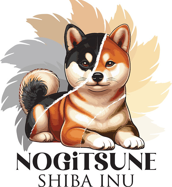 Accueil | Nogitsune shiba inu